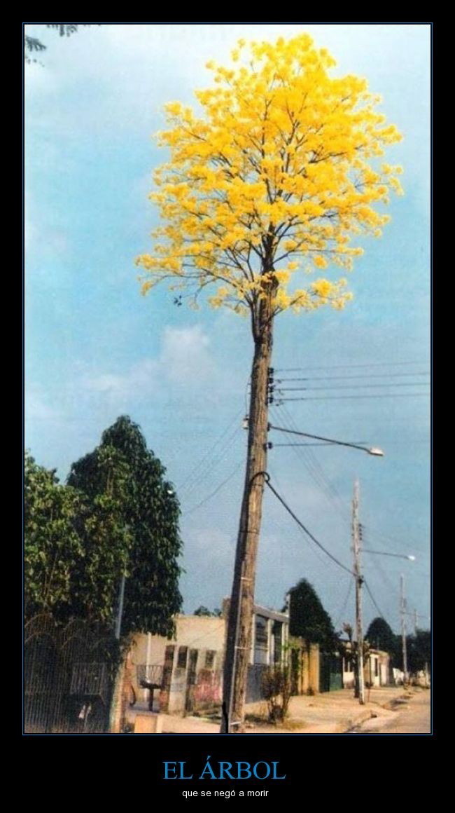 El árbol - Meme subido por soydolphin :) Memedroid