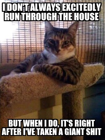 Why do cats do this? - Meme by ladyislingering :) Memedroid