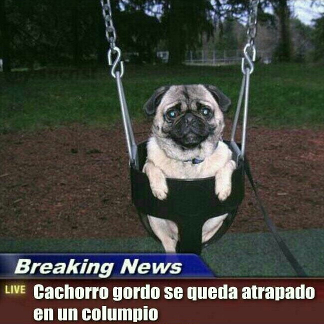 1 like para que el cachorro gordo se salve - Meme subido por OlaKAse009 ...