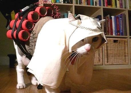 cat bomb - Meme by Guto.araujo :) Memedroid