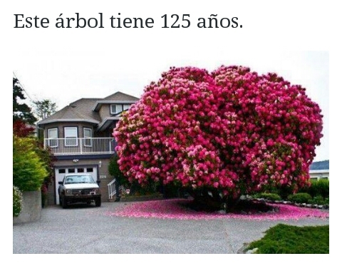 Arbol - Meme subido por victiny99 :) Memedroid