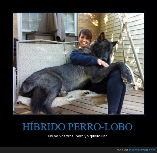lindo perrito :-) - Meme subido por anyta180292 :) Memedroid