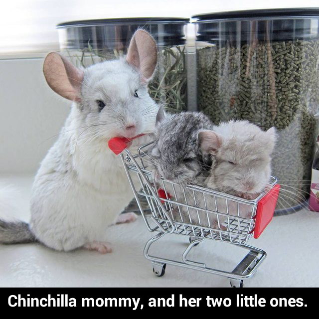 Funny Chinchilla Meme