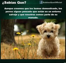 Esta observando a su perro - Meme subido por Yorch140214 :) Memedroid