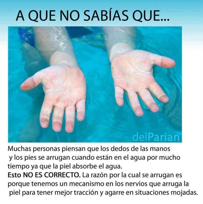 Sabias que - Meme subido por Alex_Durden :) Memedroid