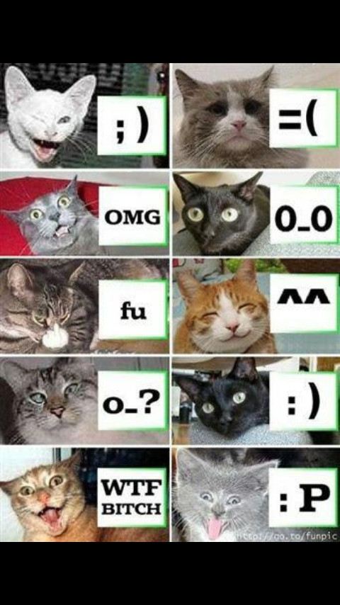 Gatos xd - Meme subido por Skrilleman :) Memedroid