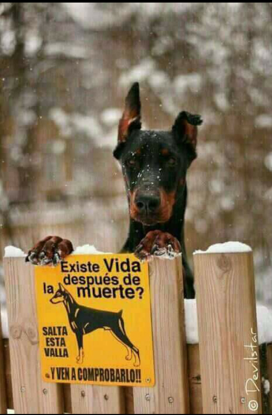 Peligro - Meme by forgis1998 :) Memedroid