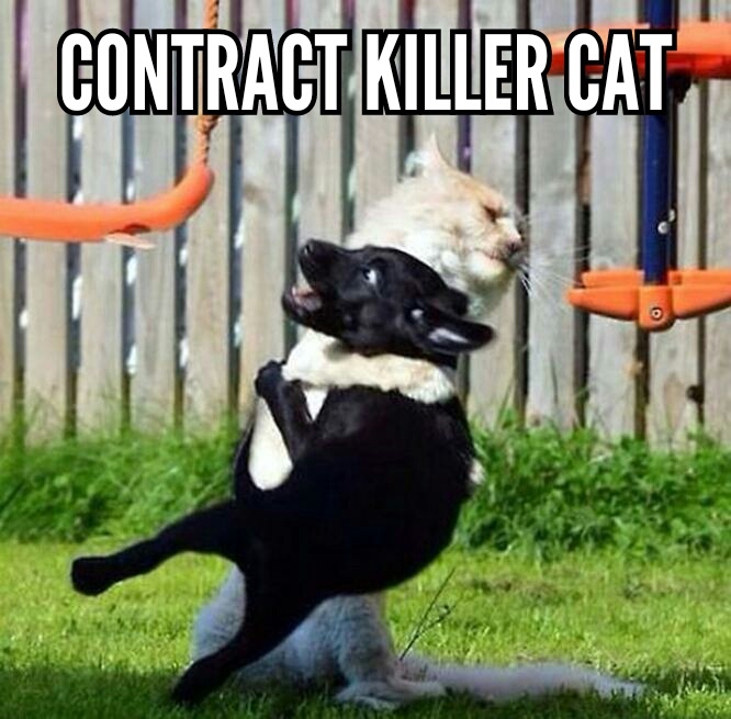 Killer cat… - Meme by zimmiton :) Memedroid