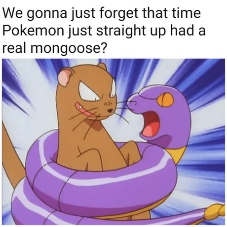 The best Mongoose memes :) Memedroid