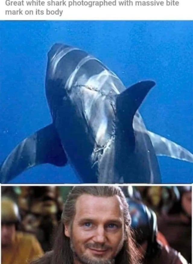 The best Shark memes :) Memedroid