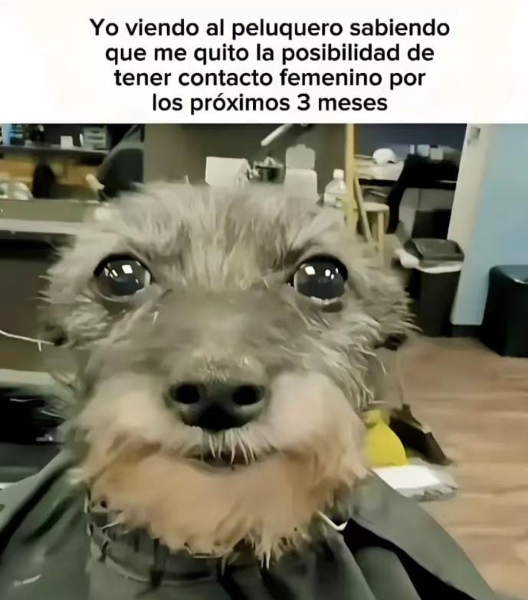 Top memes de Perrito en español :) Memedroid