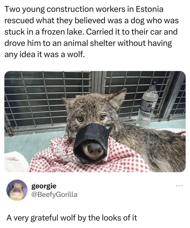 The Best Wolf Memes :) Memedroid