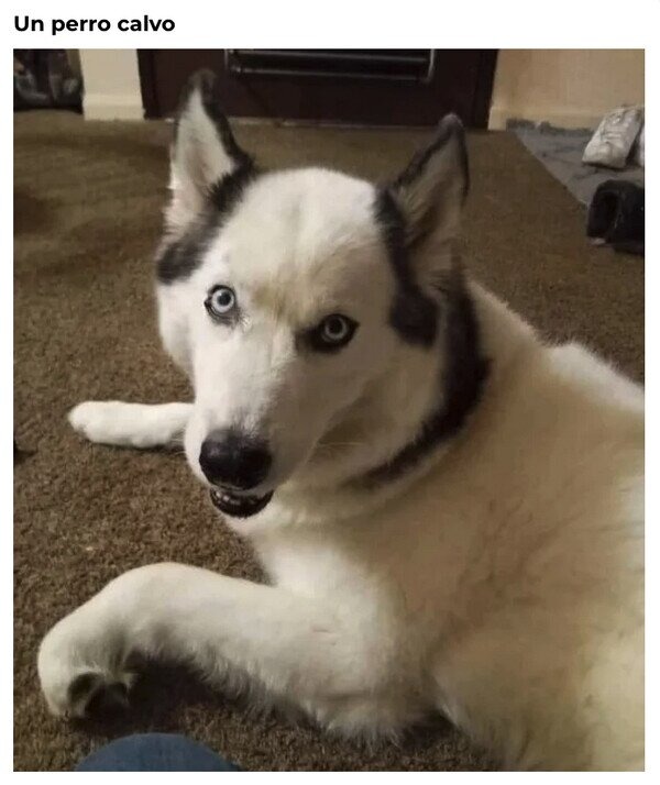no existe el perro calvo - Meme subido por a7xGM :) Memedroid