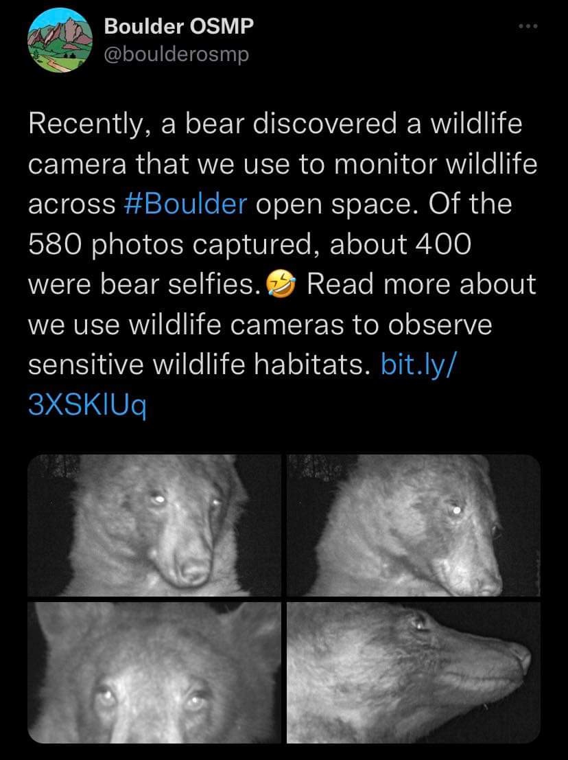 Bear necessities... - Meme by Mercenary_Hero :) Memedroid