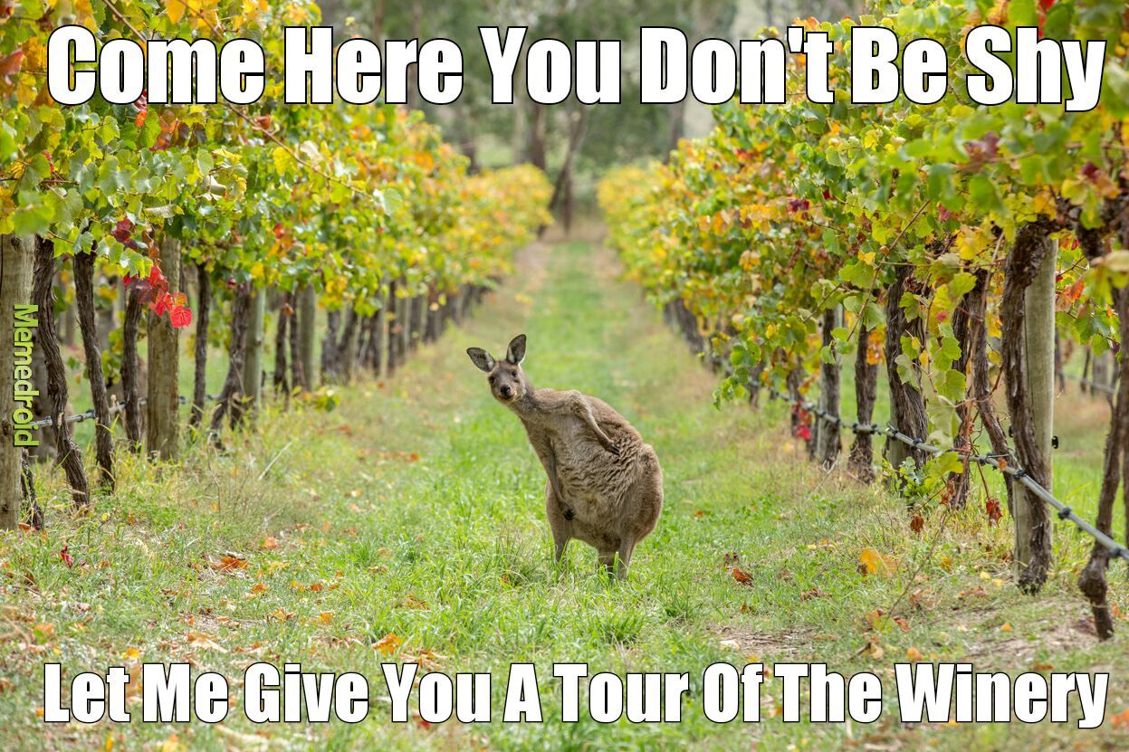 kangaroos - Meme by farhan2680 :) Memedroid