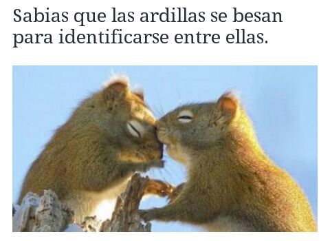 Ardillas - Meme subido por victiny99 :) Memedroid