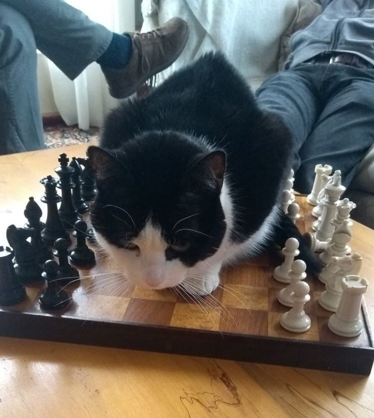 el gato culiao - Meme subido por soyunajalea :) Memedroid