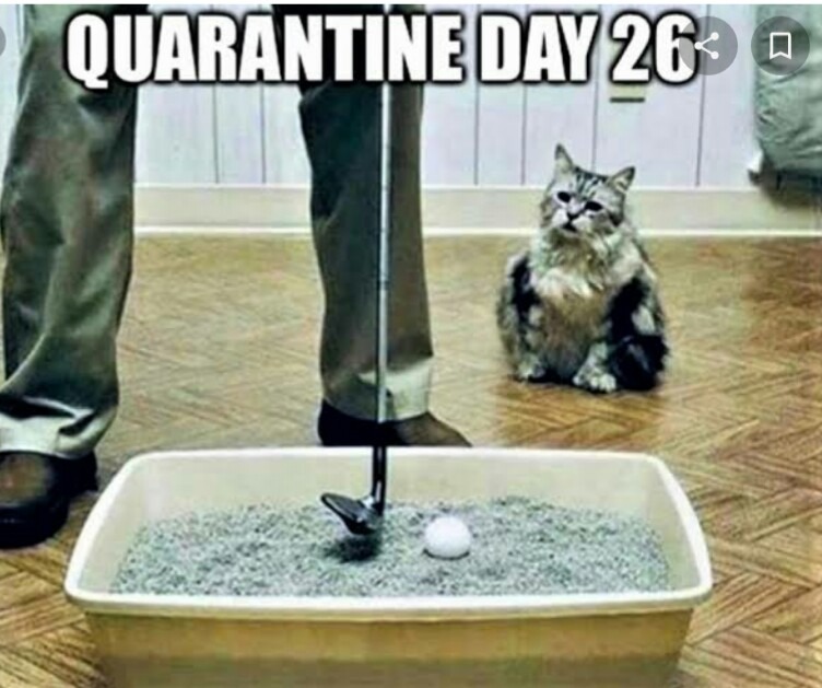 Quarantine day 26 Major cat golf - Meme by TordY :) Memedroid