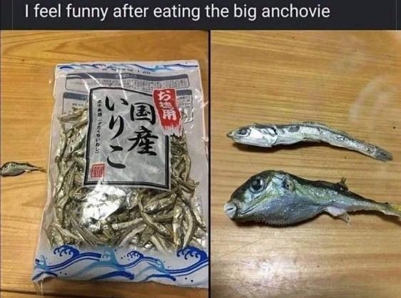 Funny Big Fish Memes Bass Fishing Memes ***PG ONLY*** Page 34