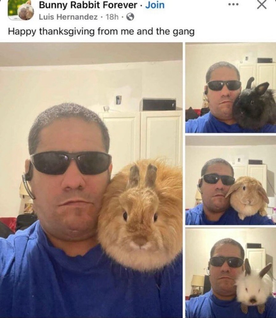 The best Bunny memes :) Memedroid