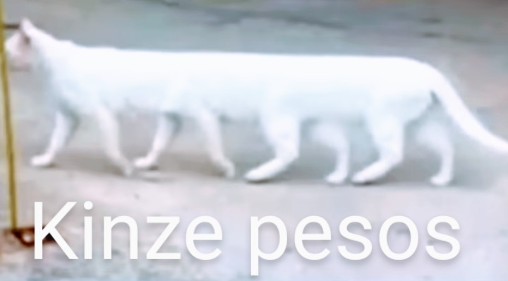 EL PRIMO DE SINKO PESOS XD - Meme by el_benja0.01 :) Memedroid