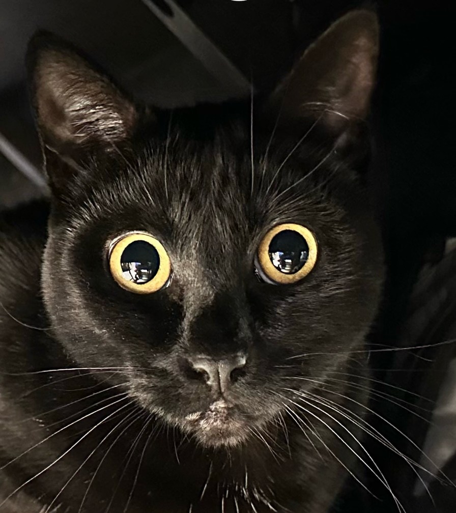 Cat Pie Memes Panko A. Cat's Mom On X: "Panko The Type Cat To Float