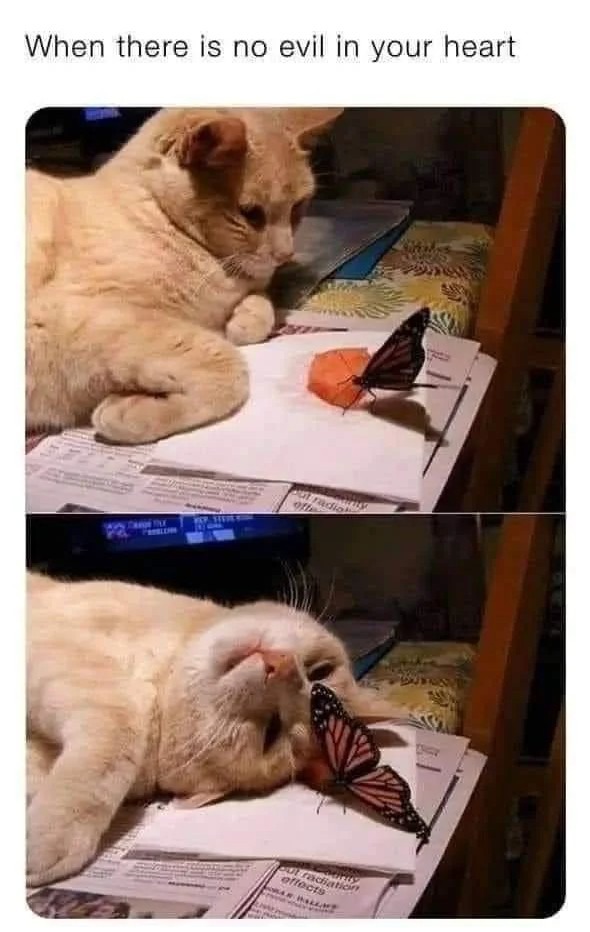 No es chistoso, pero es lindo:) - Meme subido por Eduargr :) Memedroid