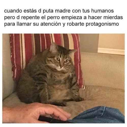 Top memes de Protagonismo en español :) Memedroid