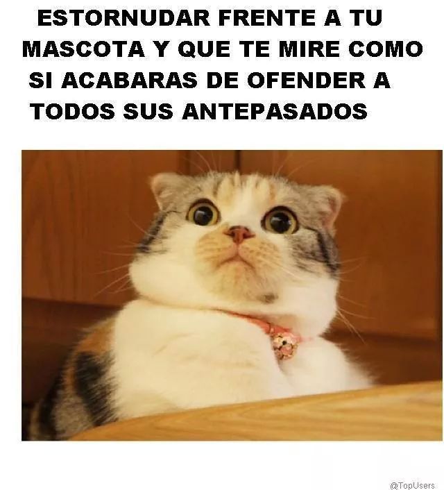 mascotas - Meme subido por Joa3.yo :) Memedroid