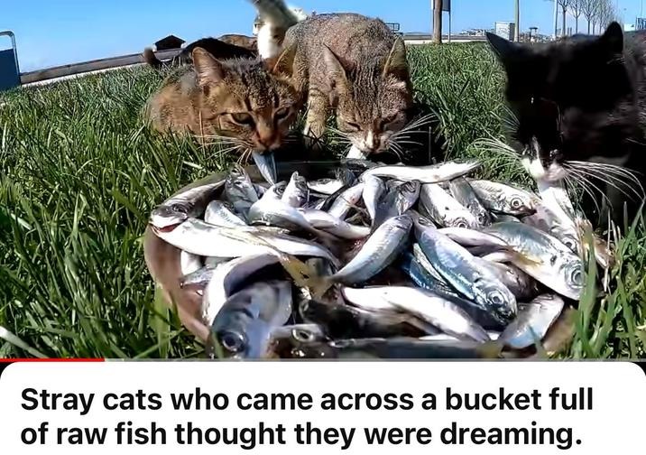 The best Fish memes :) Memedroid