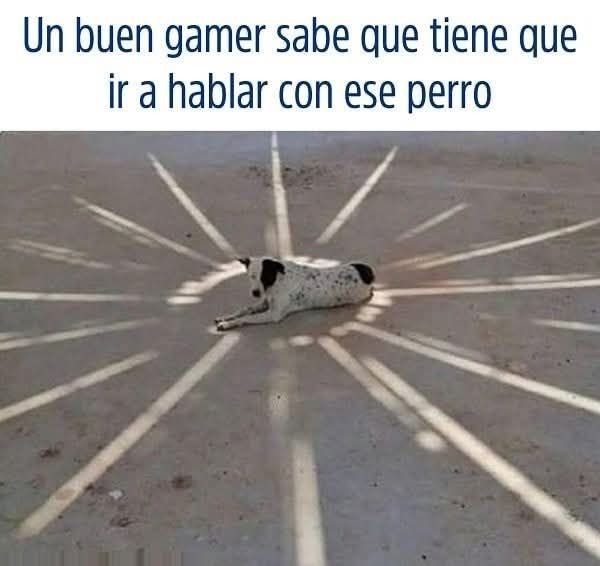 Top memes de Perros en español :) Memedroid