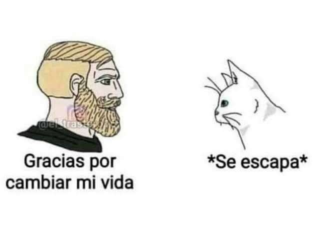 Gato - Meme by Pinkguy2 :) Memedroid