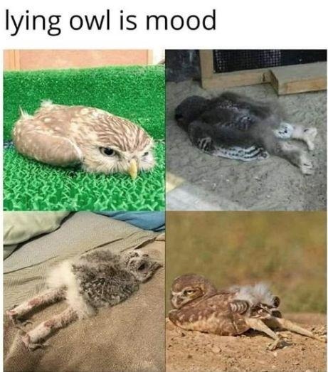 Sleepy Owl Memes Eda Can Be Such A Mood : R/TheOwlHouse