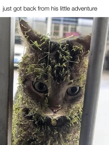 The best Little Adventure memes :) Memedroid