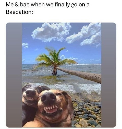 Latest memes / New memes :) Memedroid