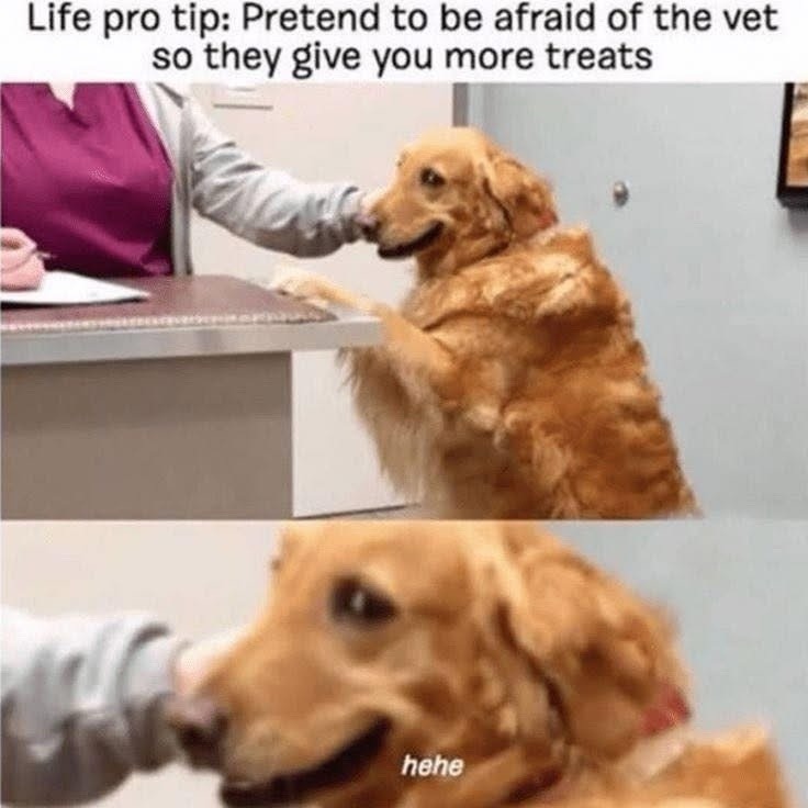 The best Vet memes :) Memedroid