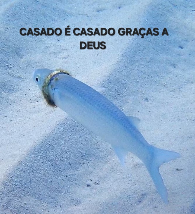 The Latest Memes :) Memedroid