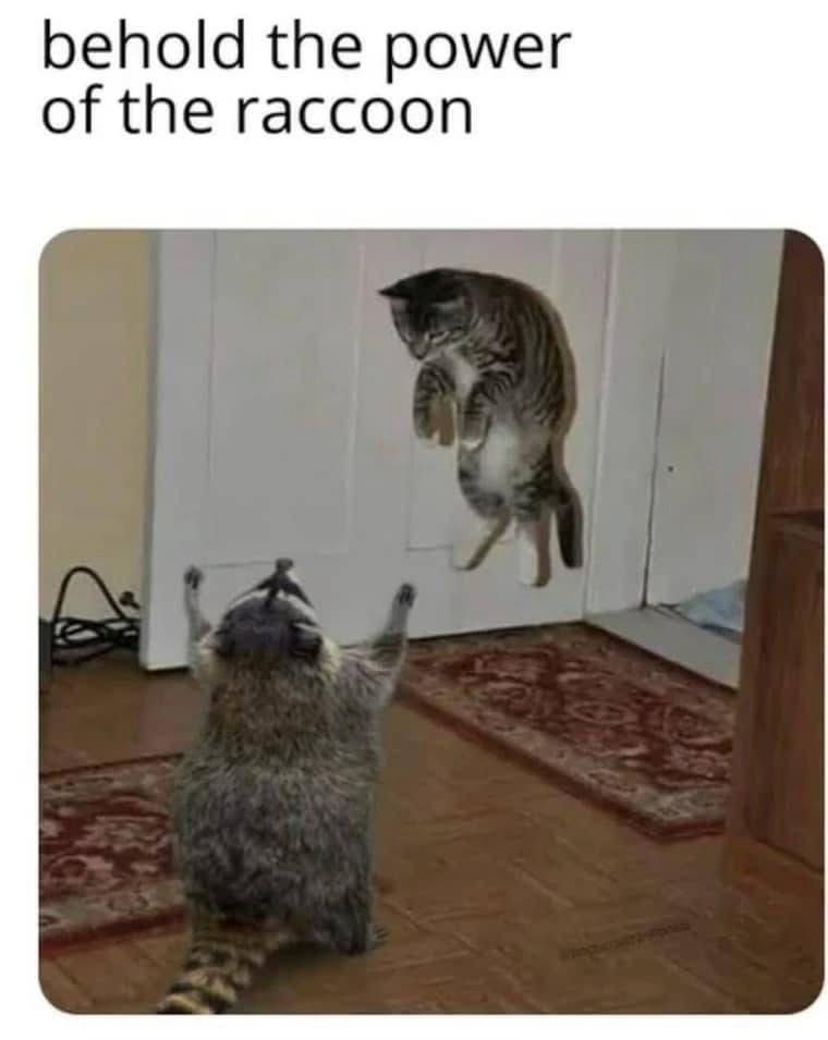 The best Raccoon memes :) Memedroid