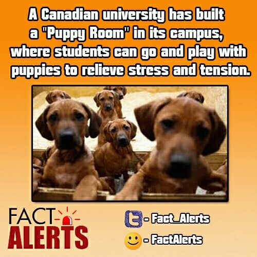 So Cute - Meme subido por N-DAWG-12345 :) Memedroid