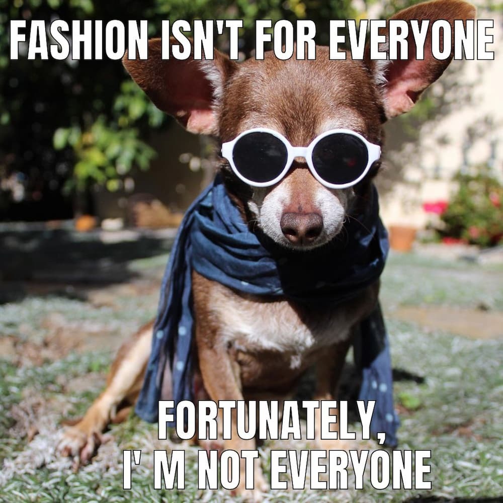 Latest memes / New memes :) Memedroid