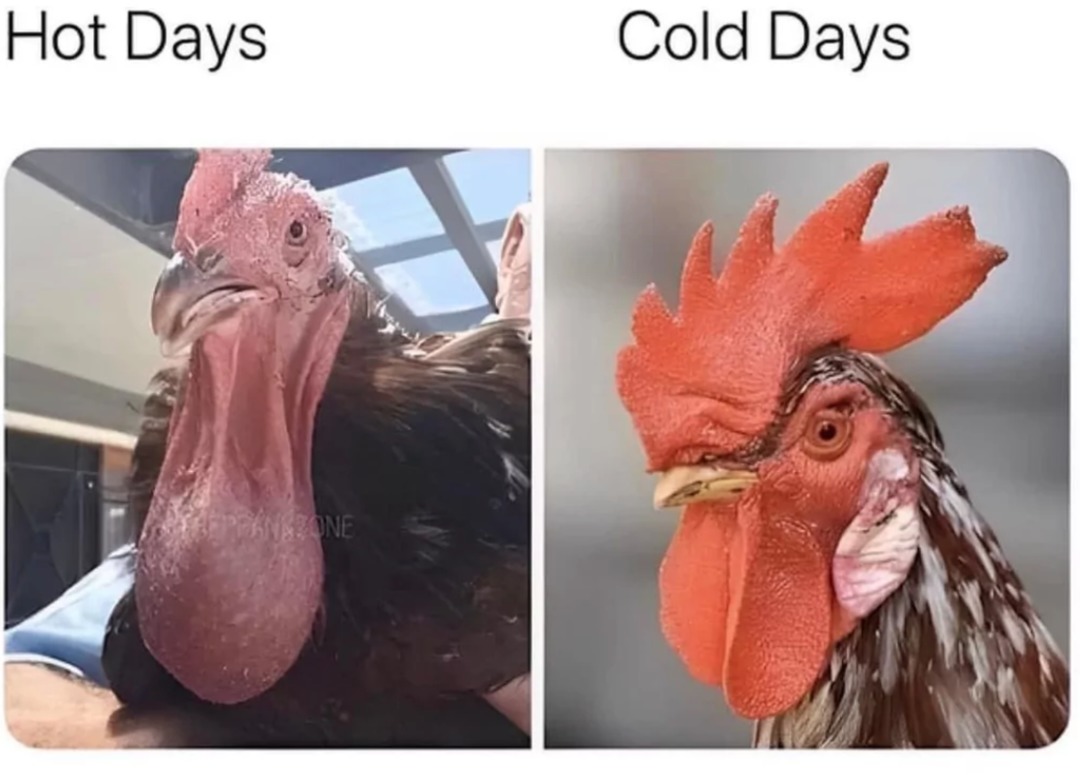 balls - Meme by Yeet123456789 :) Memedroid