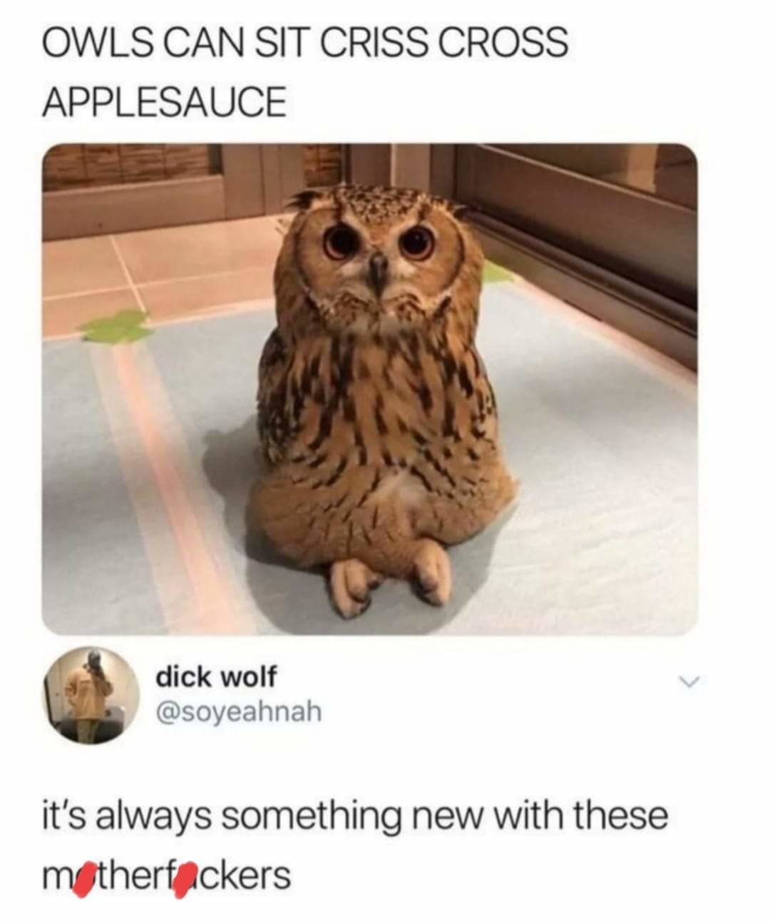 The best Owl memes :) Memedroid