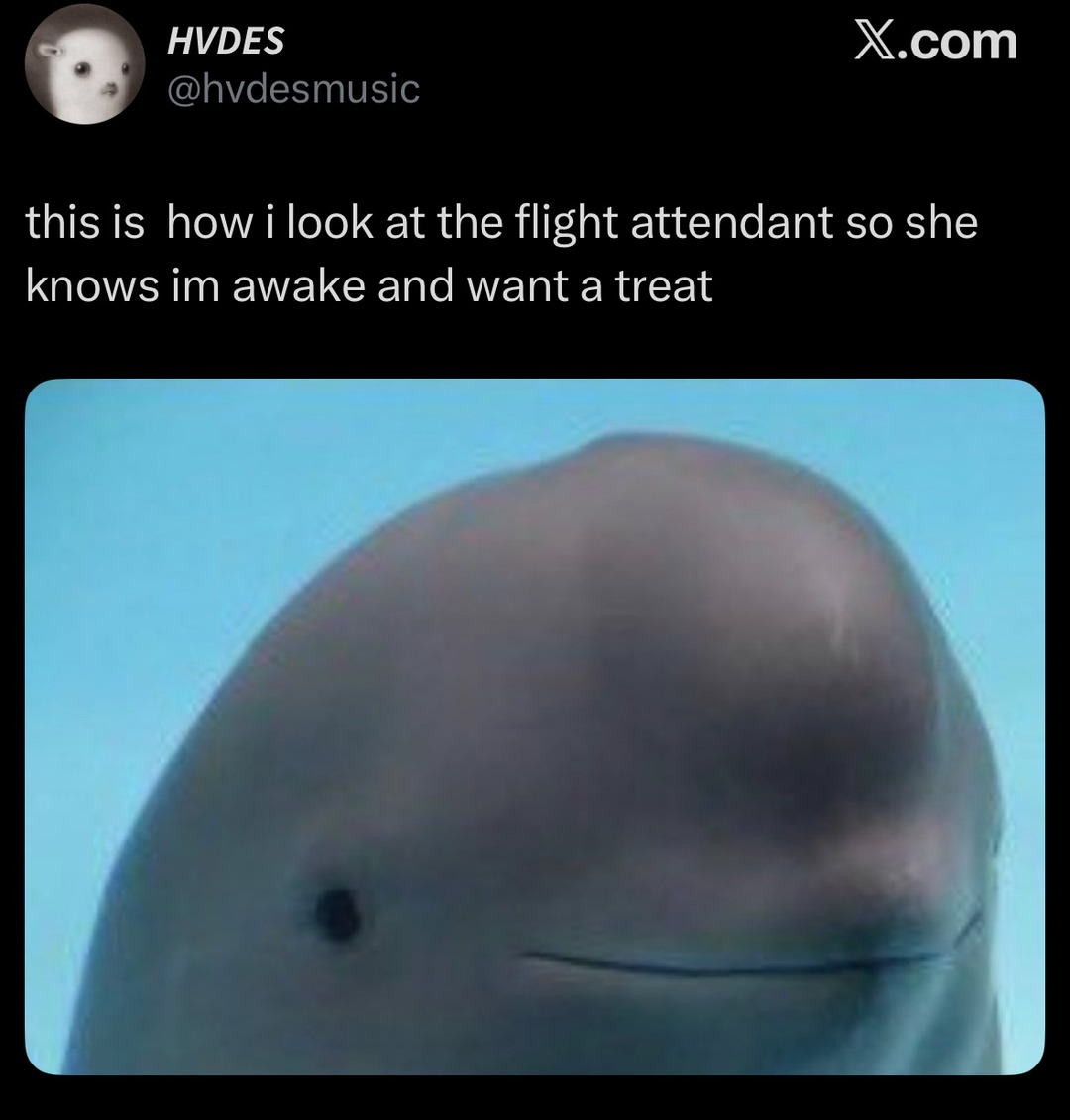 The best Flights memes :) Memedroid