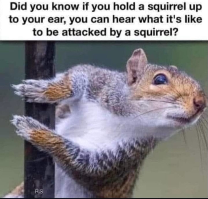 The best Squirrel memes :) Memedroid