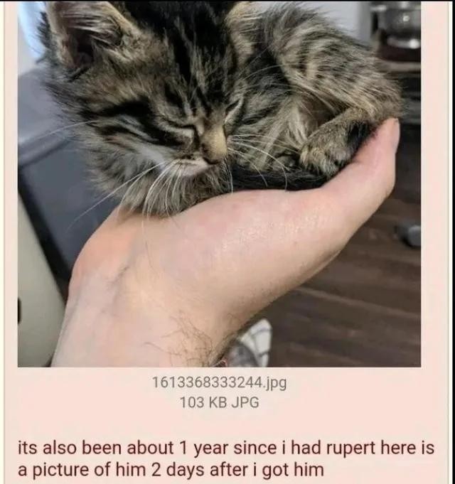 Top memes de Rupert en español :) Memedroid