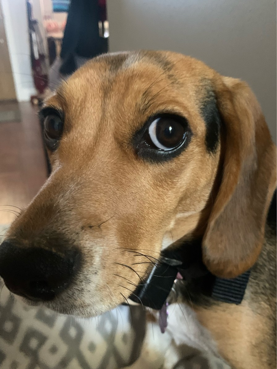 my dog again - Meme subido por _memequeen_ :) Memedroid