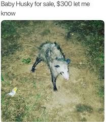 Dog for sale - Meme by here_for_chaos :) Memedroid