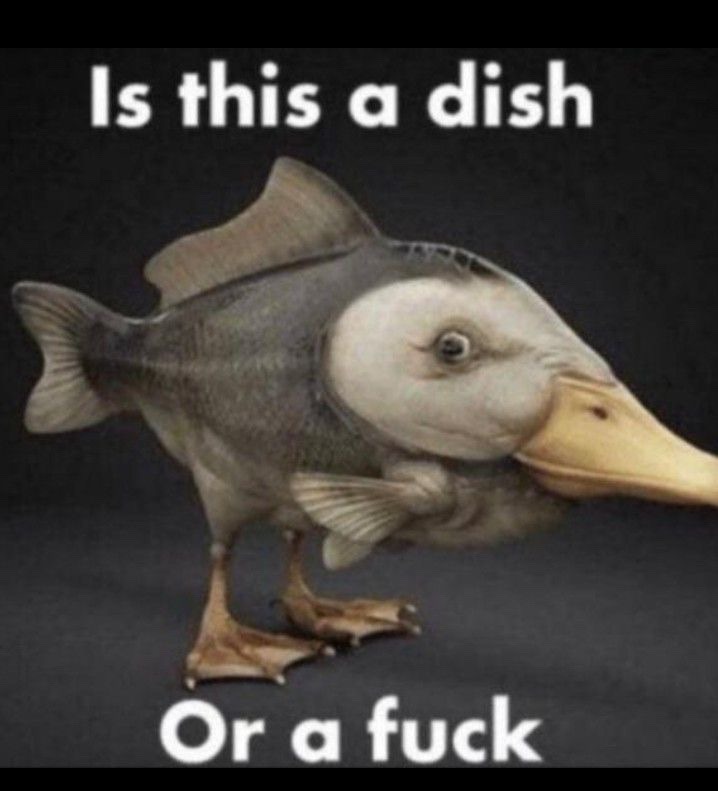 The best Duck memes :) Memedroid