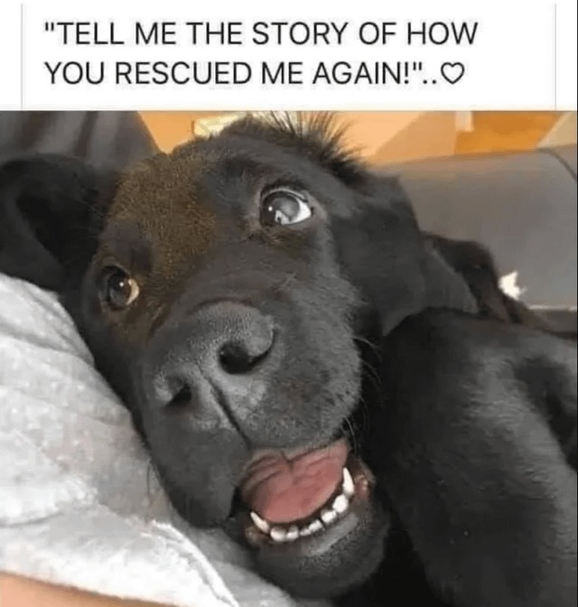 Cute and funny memes :) Memedroid