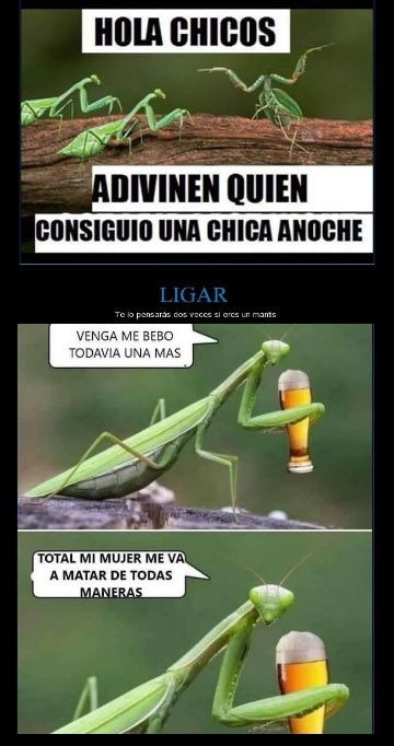 MANTIS MACHOS DESPUES DE SU LIGUE CON UNA HEMBRA - Meme subido por ...
